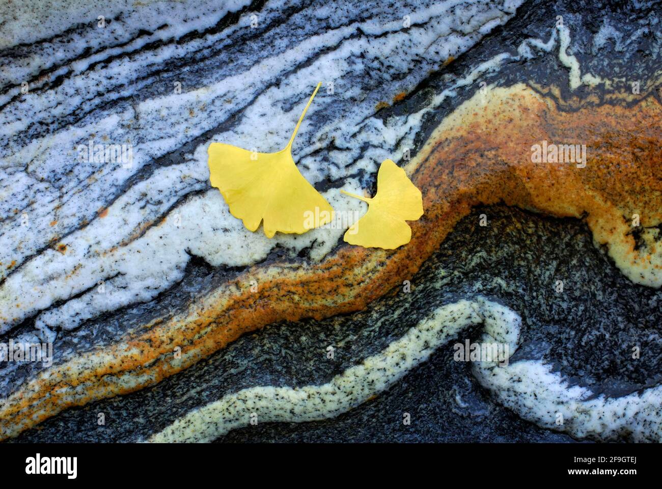 Ginkgo, Ticino, rock pattern, rock, ginkgo leaves, leaves, stone ...