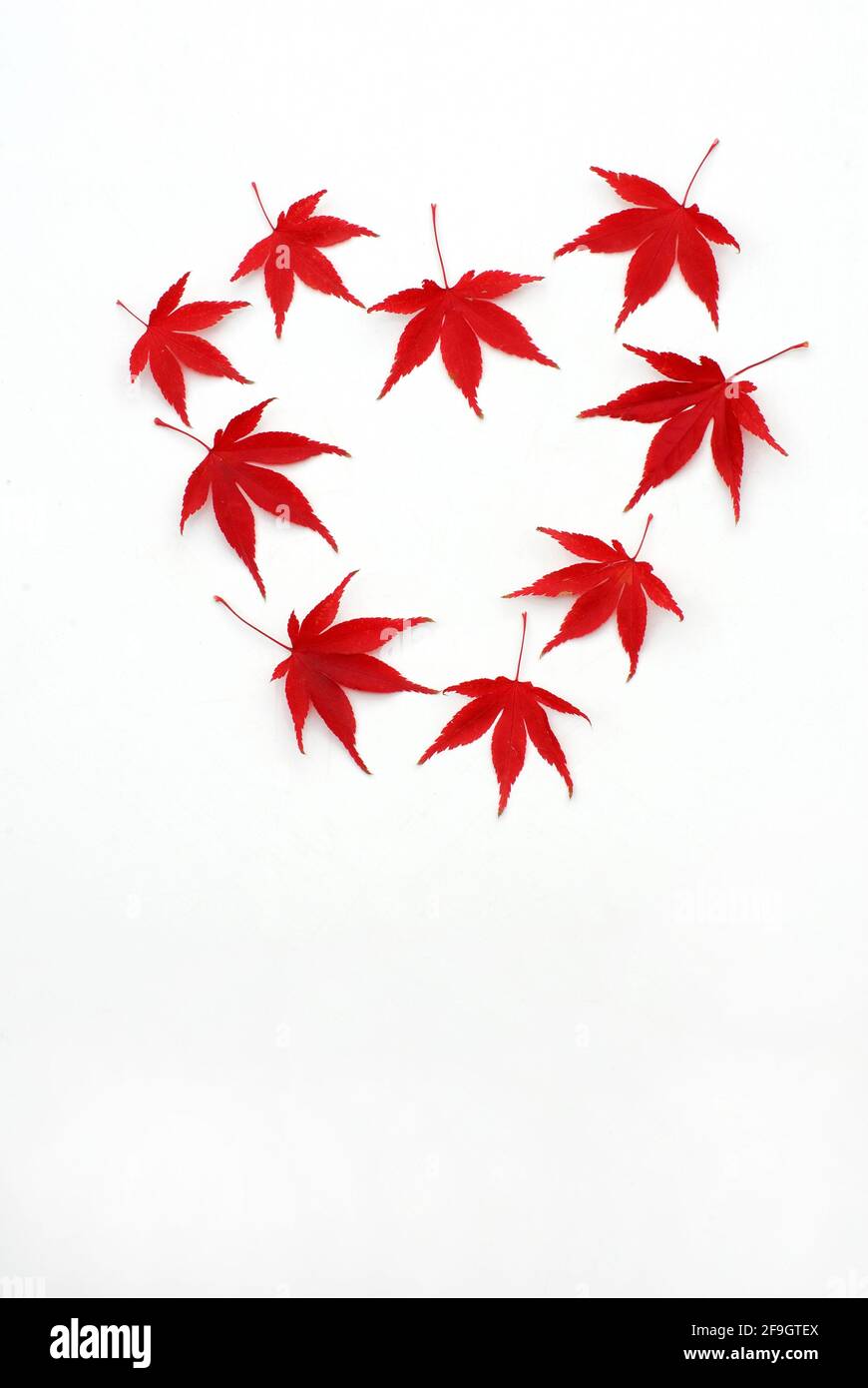 Downy Japanese Maple (Acer japonicum) , leaves in heart shape, heart ...