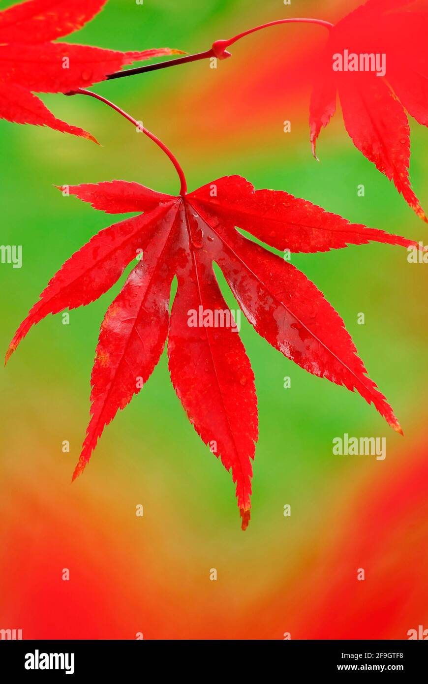 Downy japanese maple hi-res stock photography and images - Alamy