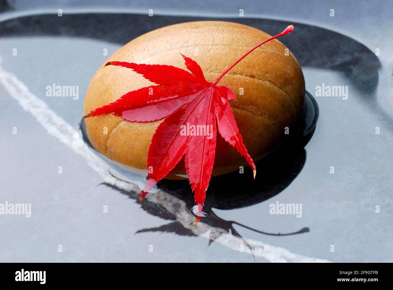 Downy Japanese Maple (Acer japonicum) , leaf on stone in water Stock ...