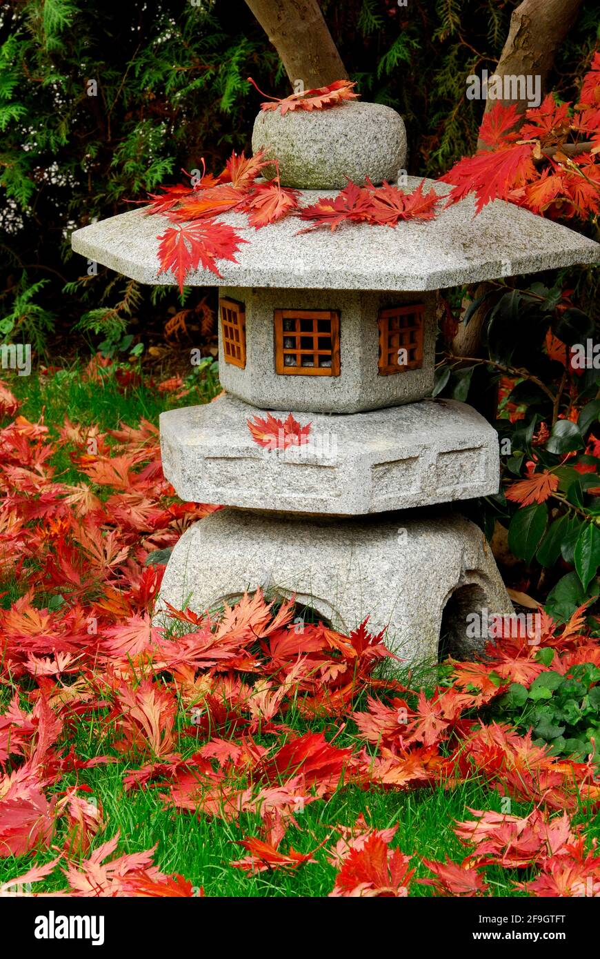 Japanese maple (Acer japonicum aconitifolium) , maple leaves on stone ...
