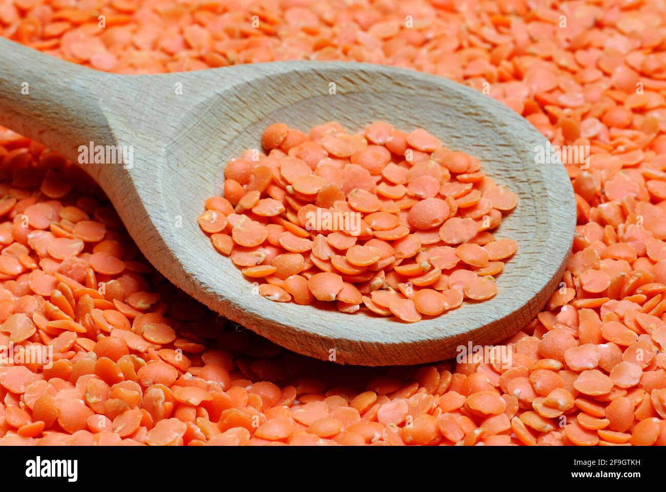 Red lenses (Lens esculenta) , dish lenses Stock Photo - Alamy