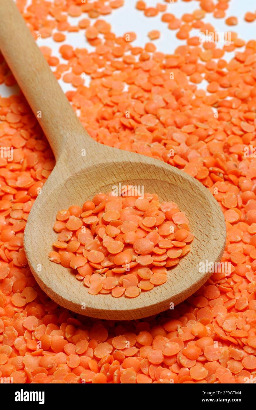 Red lenses (Lens esculenta) , dish lenses Stock Photo - Alamy