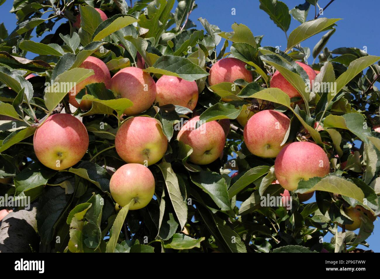 Apple gala tree hi-res stock photography and images - Alamy