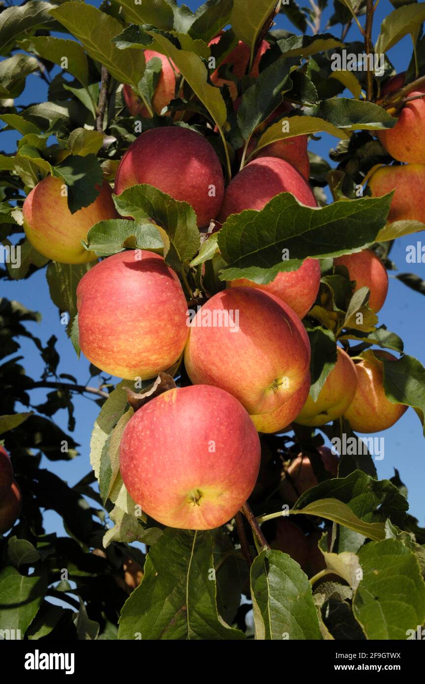 Gala apple tree hi-res stock photography and images - Alamy