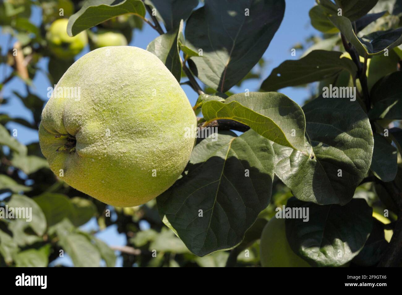 Quince (Cydonia oblonga), fruit on the tree Stock Photo - Alamy