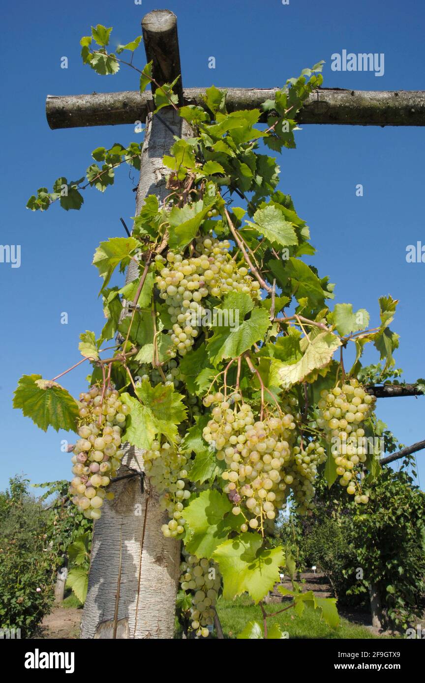 Grape (Phoenix) (Vitis vinifera Stock Photo - Alamy