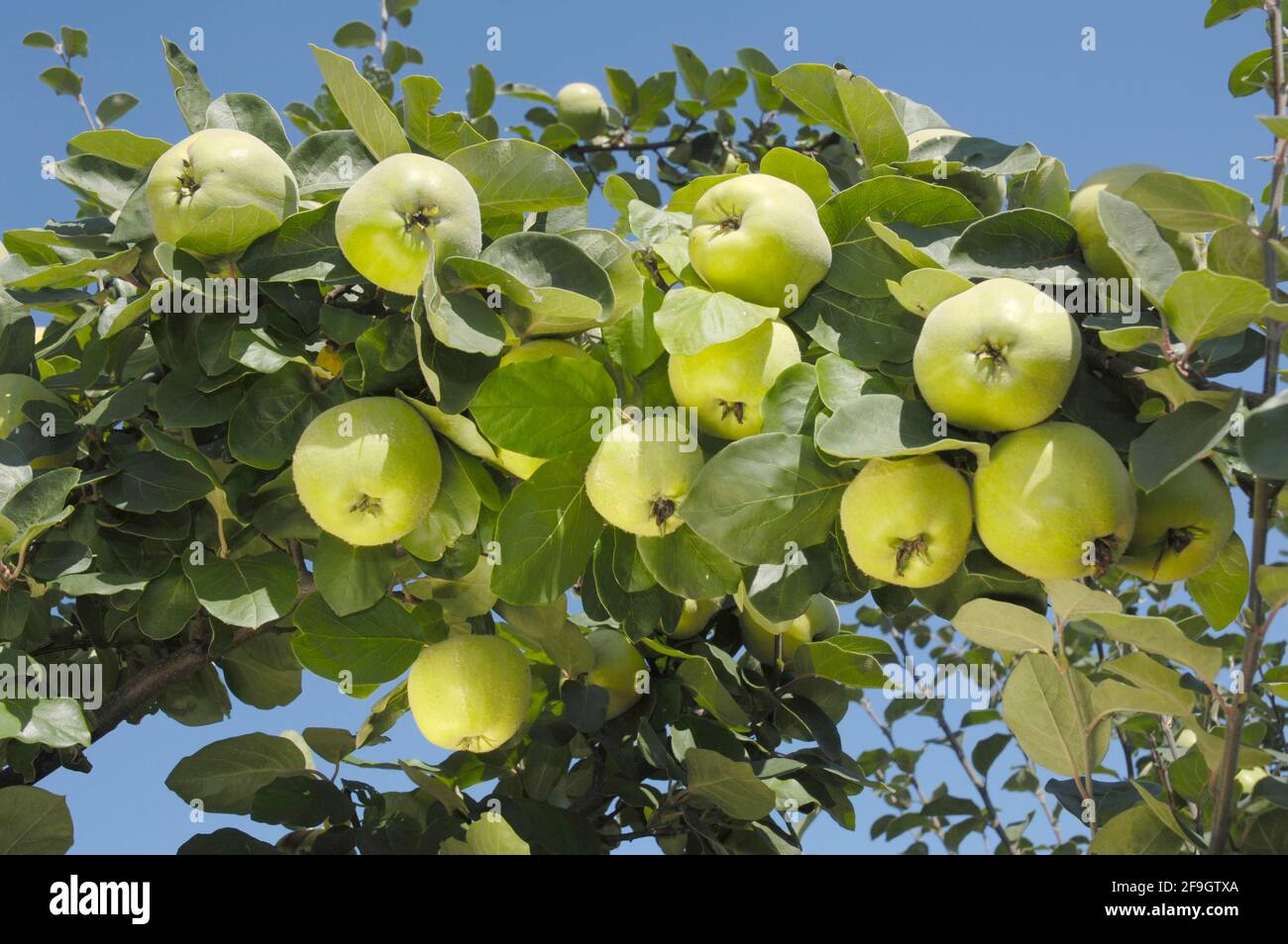 Cydonia oblonga konstantinopel hi-res stock photography and images - Alamy