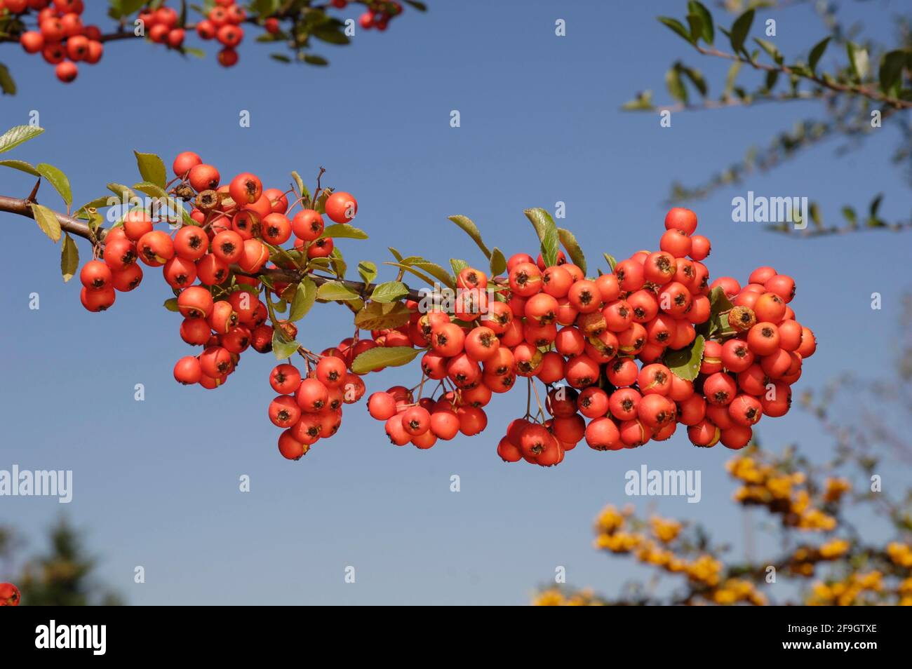Firethorn (Pyracantha) with berries Stock Photo - Alamy
