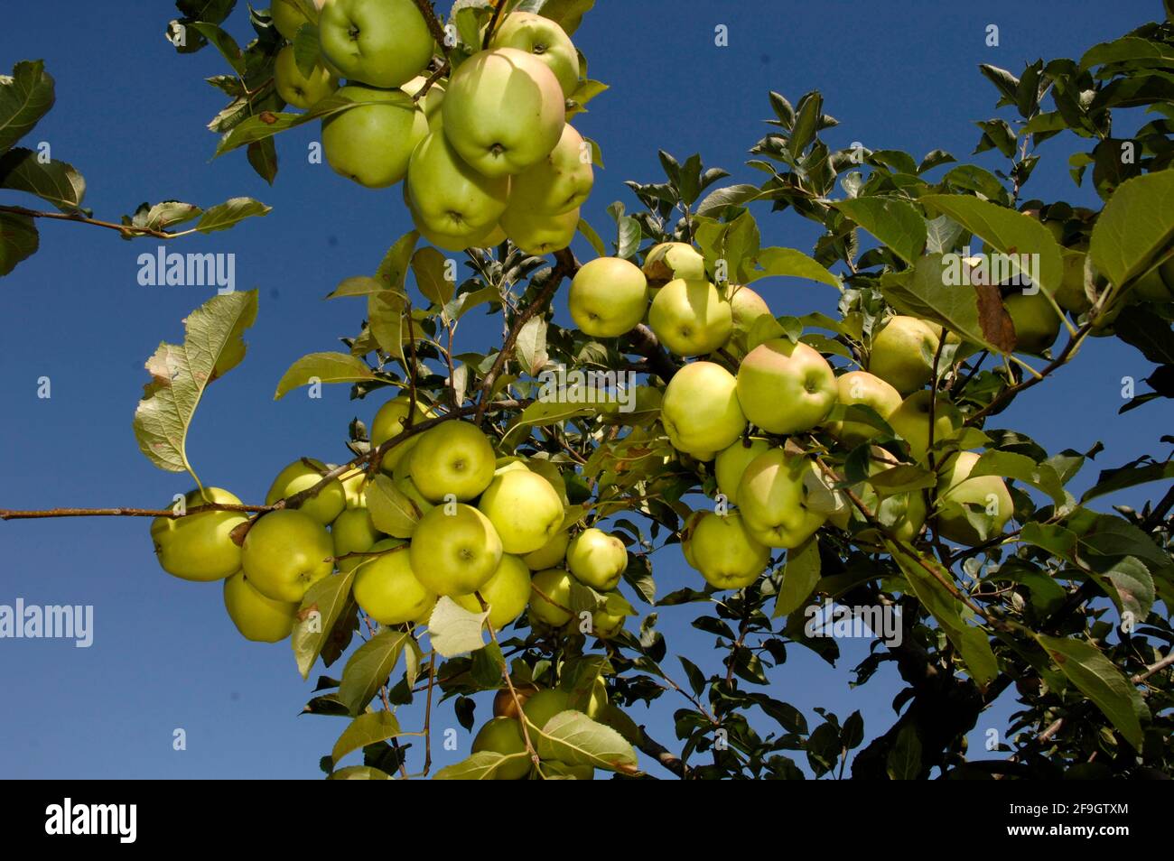 Golden apple tree hi-res stock photography and images - Alamy