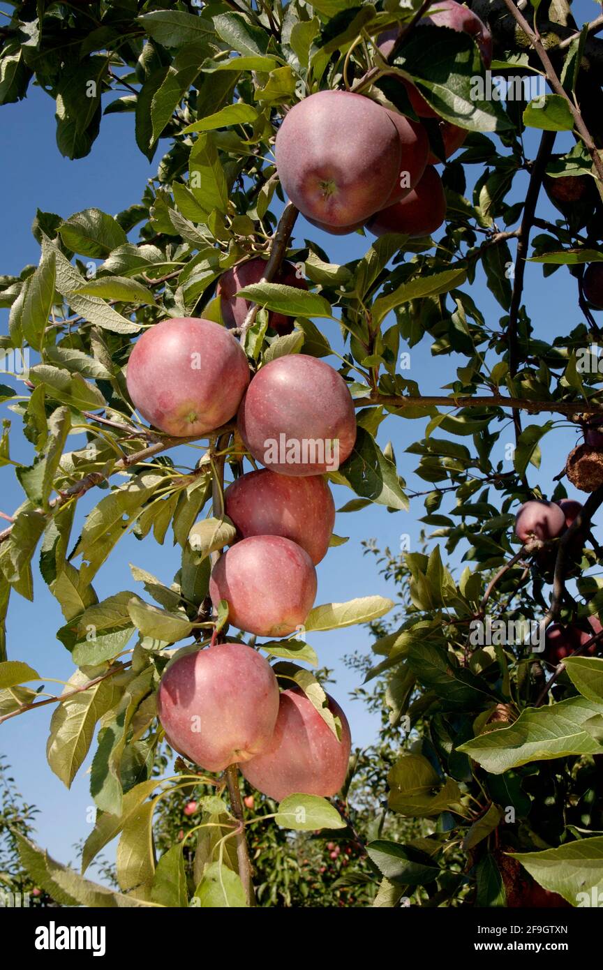 Apples on the tree Early Redone Stock Photo - Alamy