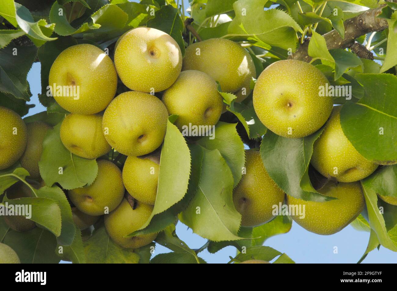 Asian pear shinko hi-res stock photography and images - Alamy