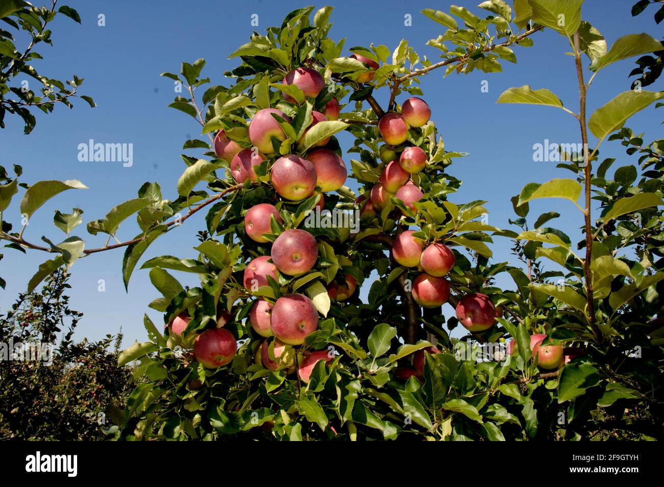Fruit tree varieties hi-res stock photography and images - Alamy