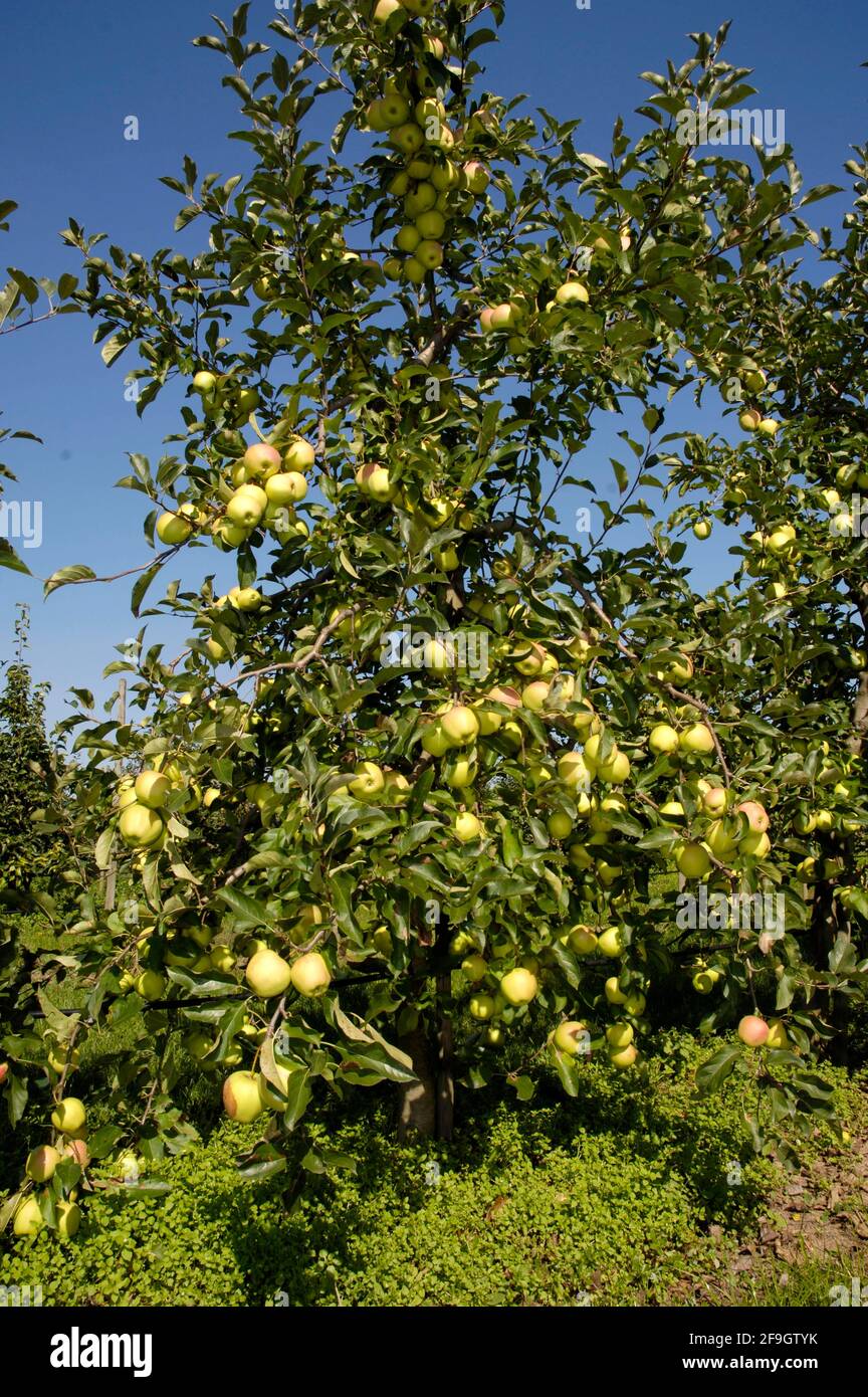 Golden apple tree hi-res stock photography and images - Alamy