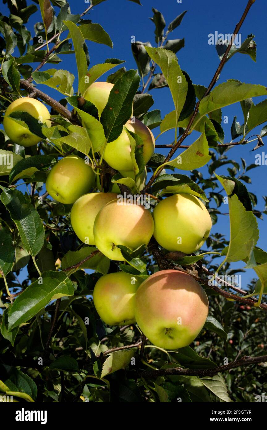 Golden apple tree hi-res stock photography and images - Alamy