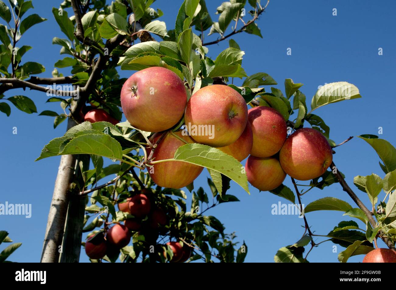 Ruby apples hi-res stock photography and images - Alamy