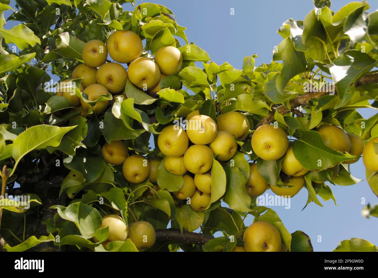 Shinko Asian Pear Tree, 50% OFF | www.oceanproperty.co.th