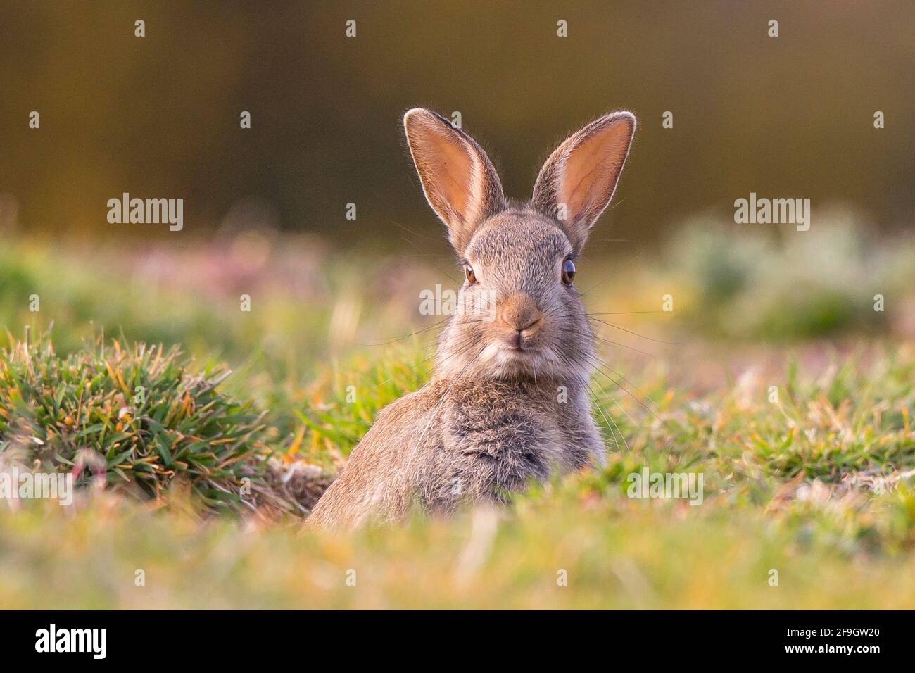 Beautiful golden rabbits hi-res stock photography and images - Alamy