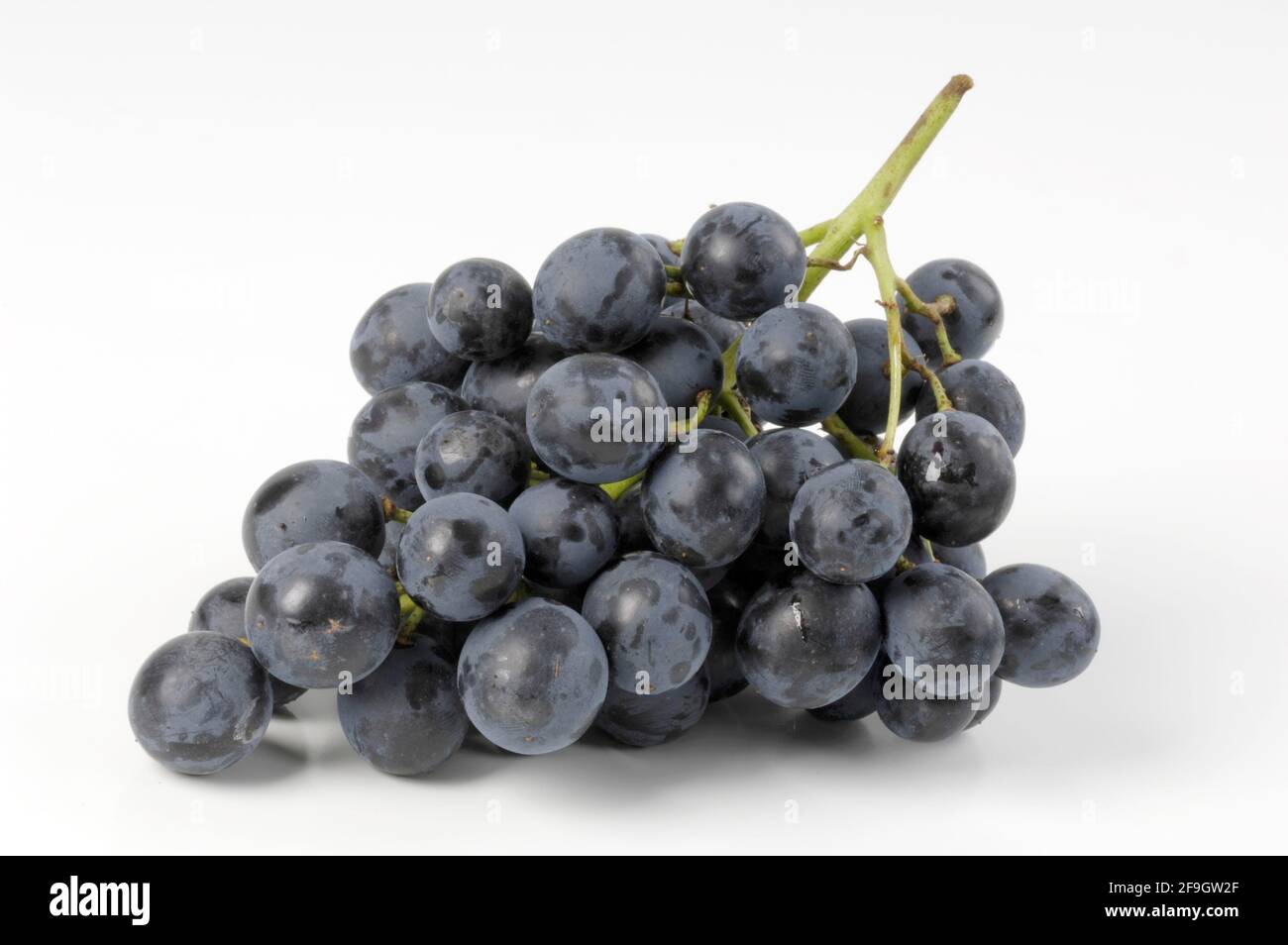 Bunch of Grapes Muscat Blue (Vitis vinifera), Grapes Muscat Blue ...