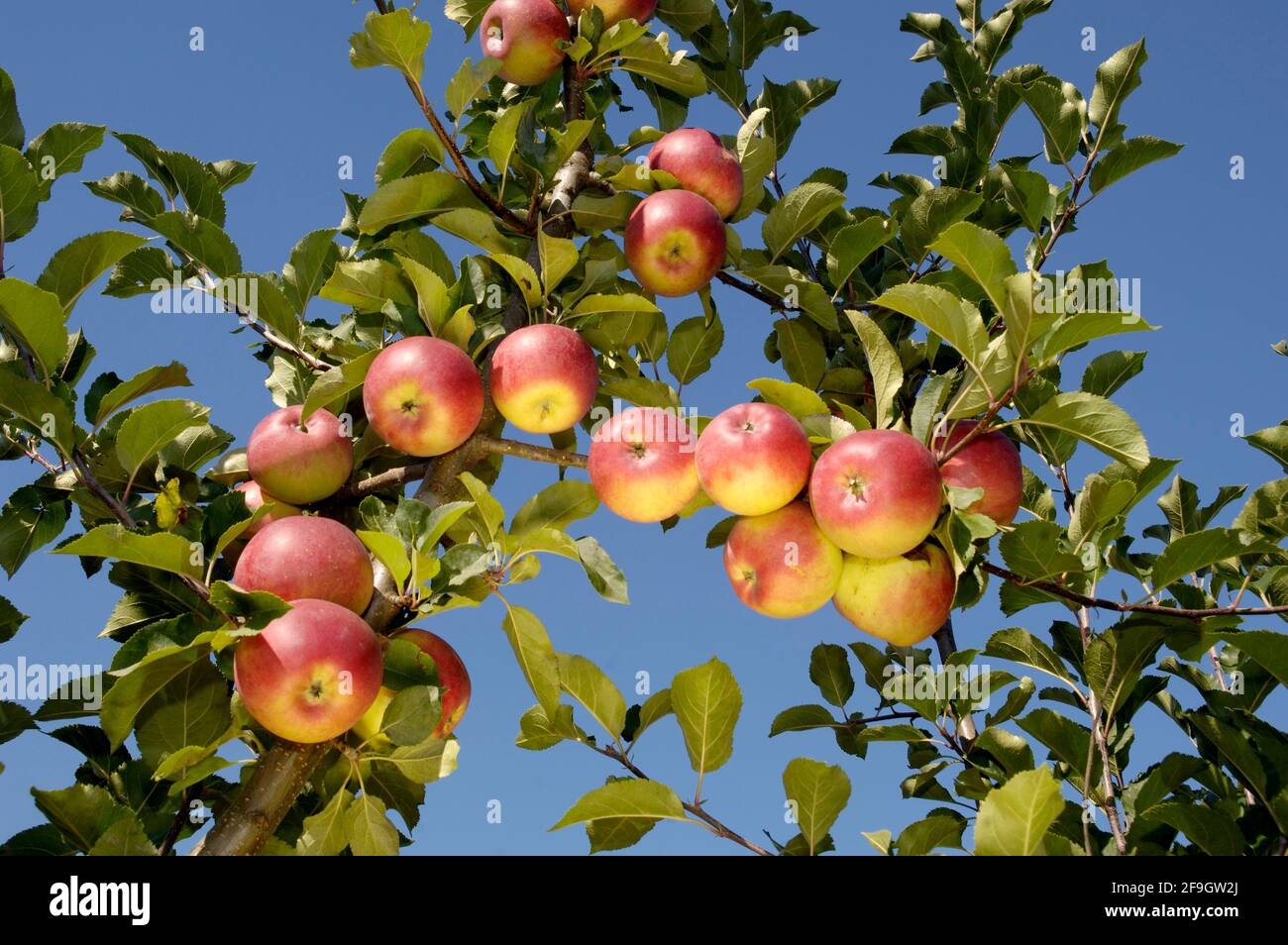 Saturn apple hi-res stock photography and images - Alamy