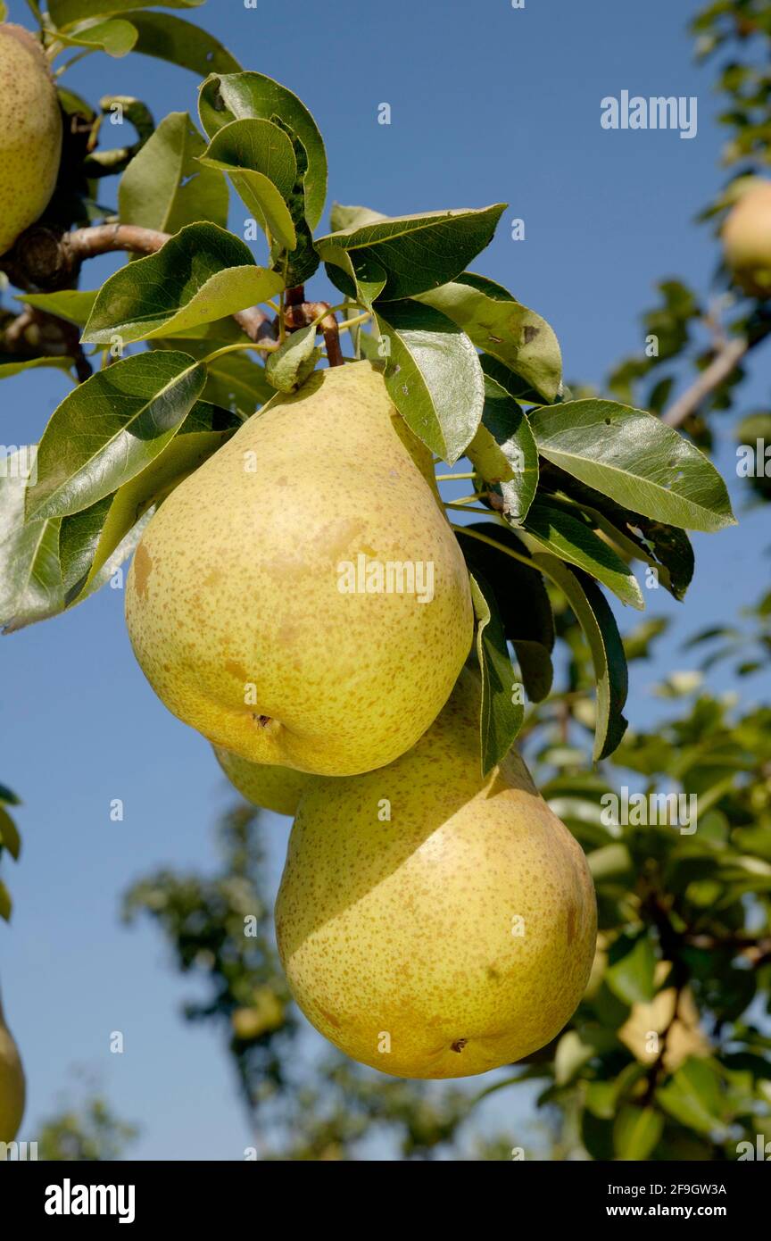 Pears on tree Highland (Pyrus communis Stock Photo - Alamy