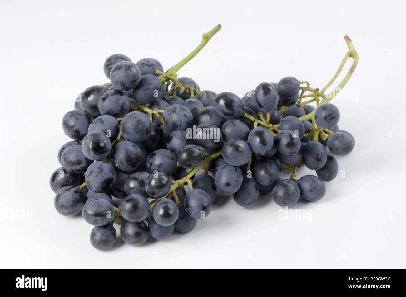 Bunch of Grapes Muscat Blauy (Vitis vinifera), Grapes Muscat Blau ...