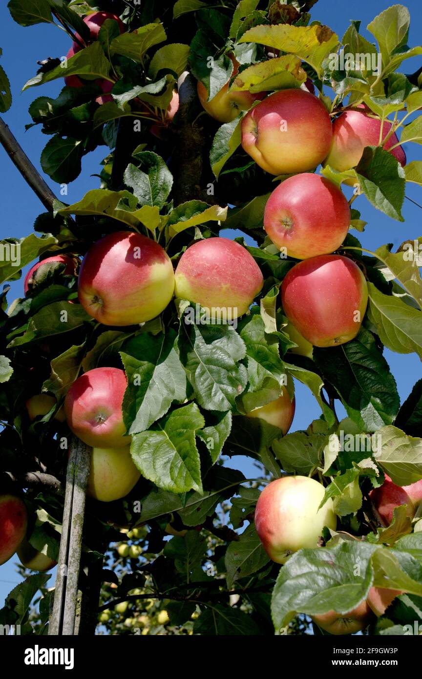 Saturn apple hi-res stock photography and images - Alamy