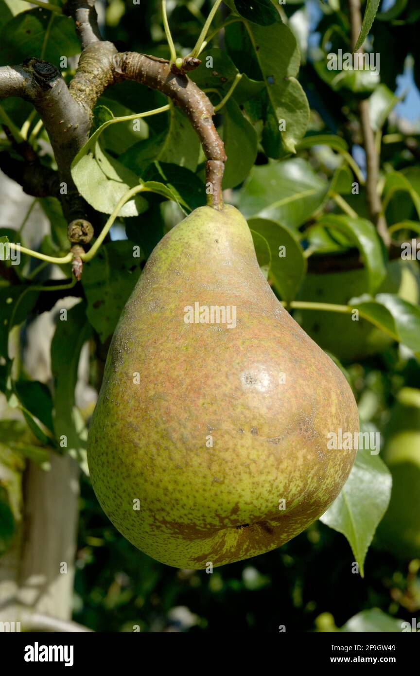Pear variety communis hi-res stock photography and images - Alamy