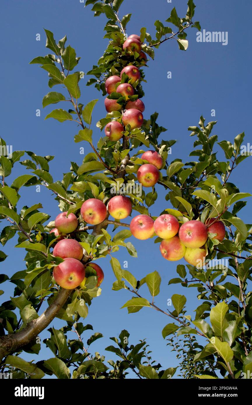 Saturn apple hi-res stock photography and images - Alamy