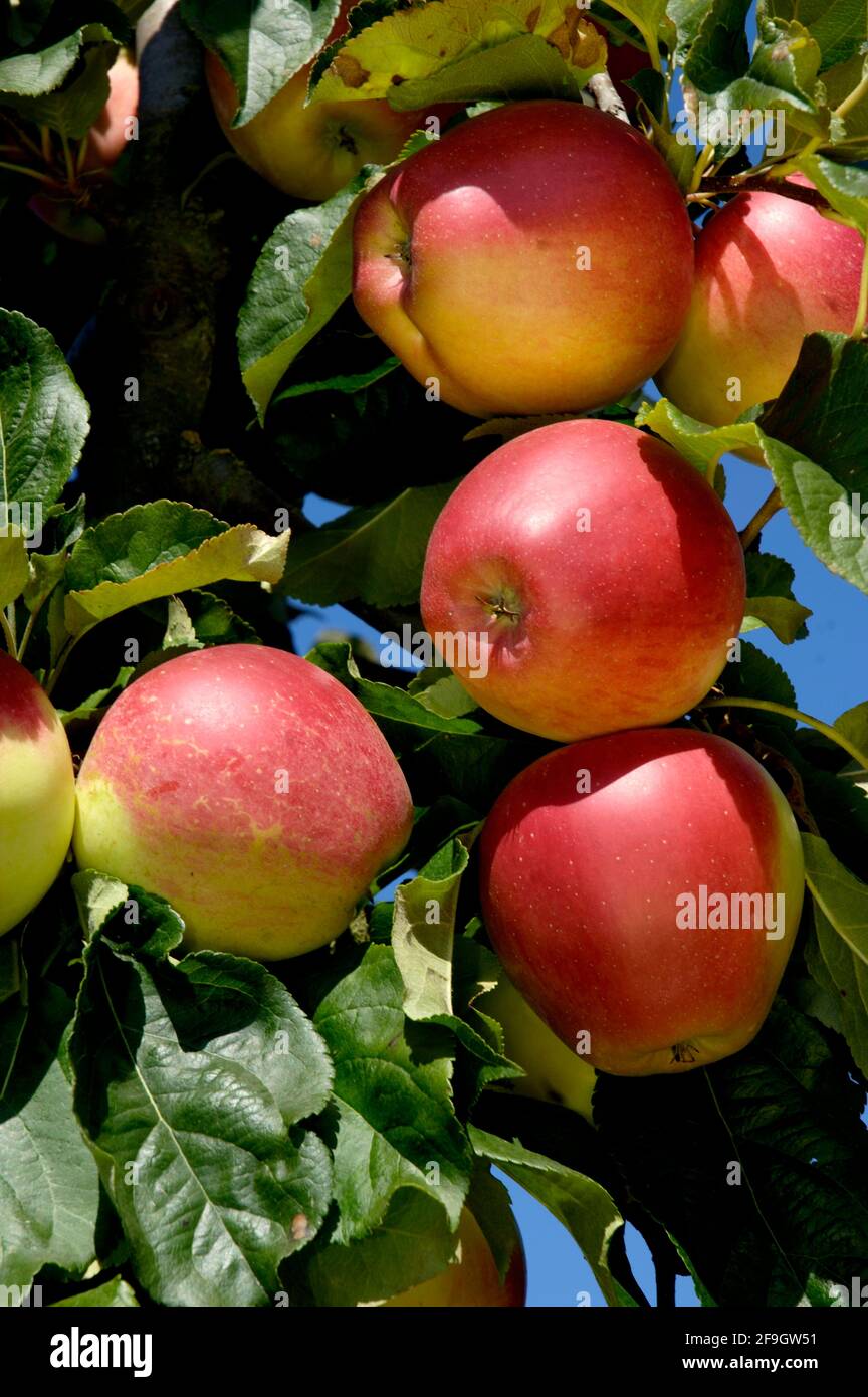 Tree fruit fruit hi-res stock photography and images - Alamy