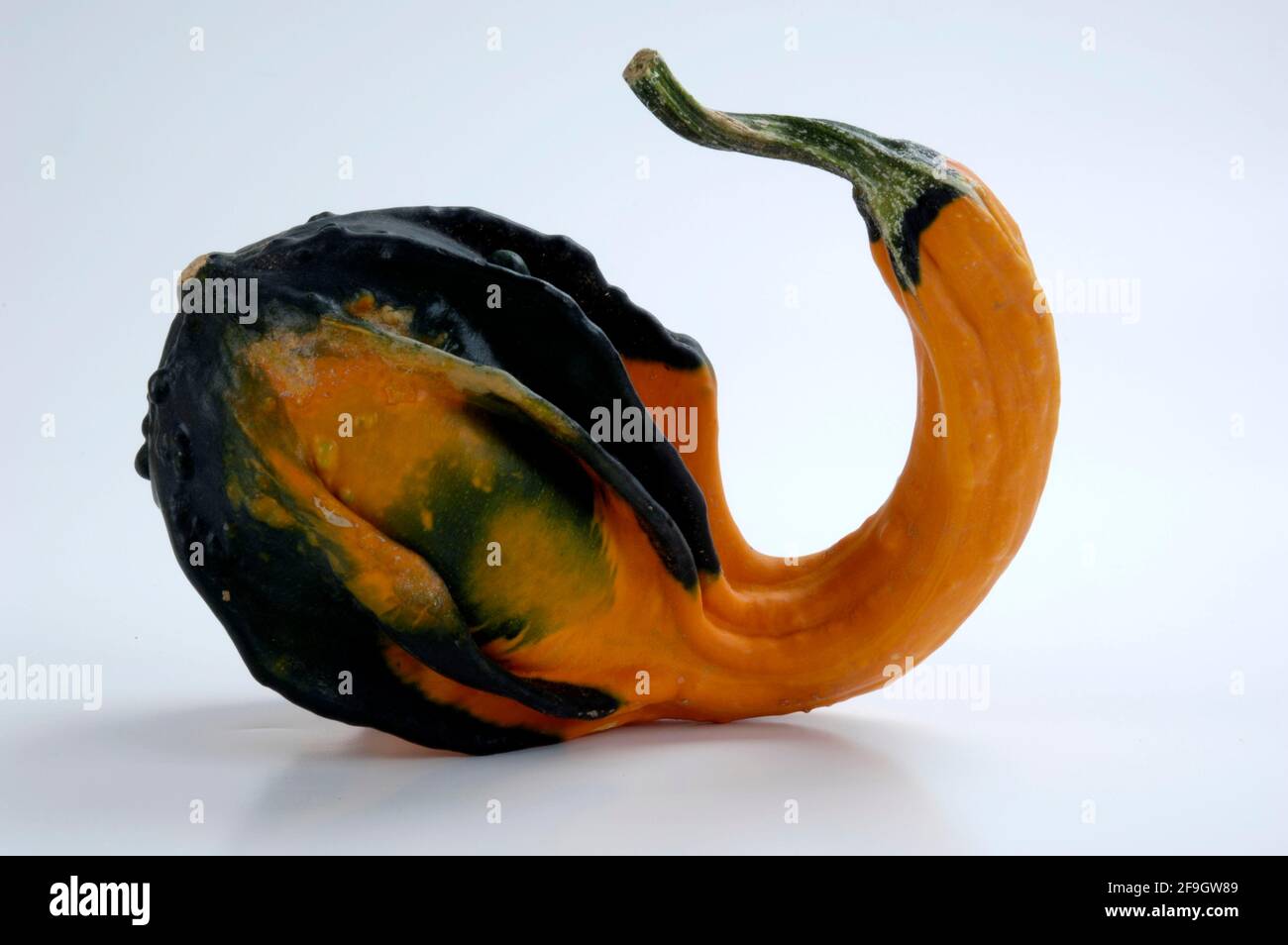 Pumpkin, ornamental pumpkin, squash, garden squash (Cucurbita pepo ...