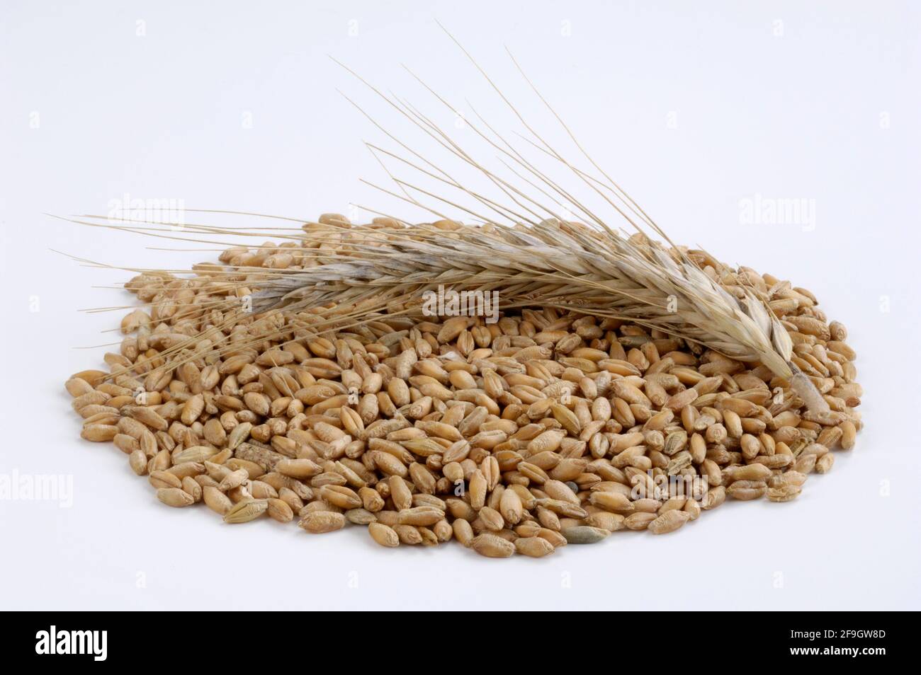 Triticale grain, mixed grain of rye and wheat Stock Photo - Alamy