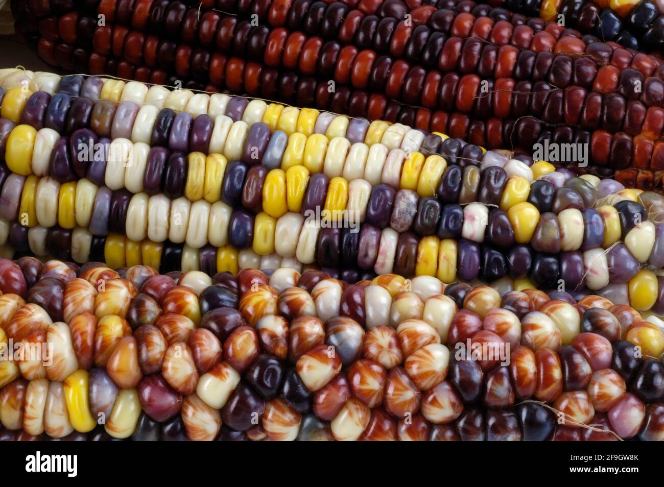 Corncobs, corn cobs (Zea mays) inside, studio Stock Photo - Alamy