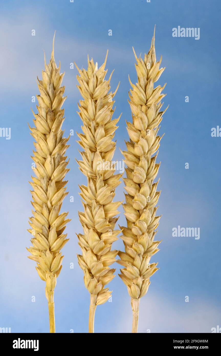 Three wheat ears hi-res stock photography and images - Alamy