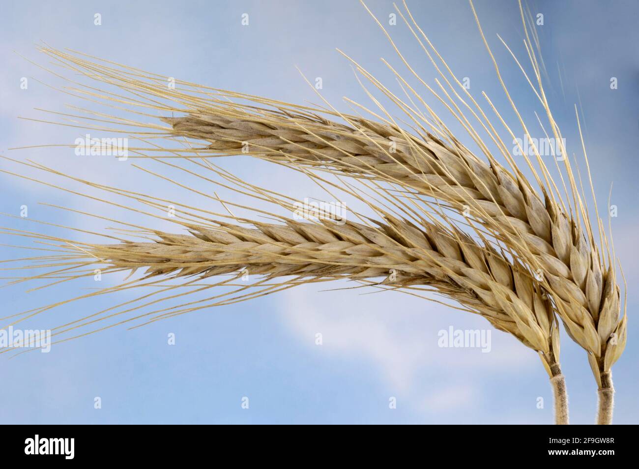 Triticale ears, mixed cereals of rye and wheat, ears of grain Stock ...