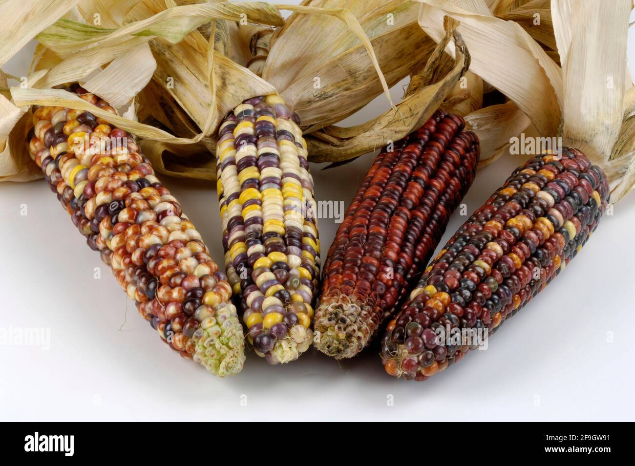 Corncobs, corn cobs (Zea mays) inside, studio Stock Photo - Alamy
