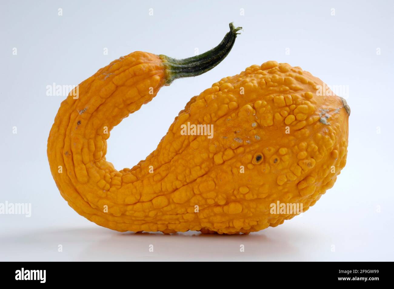 Pumpkin gooseneck, ornamental pumpkin gooseneck, pumpkin, ornamental ...