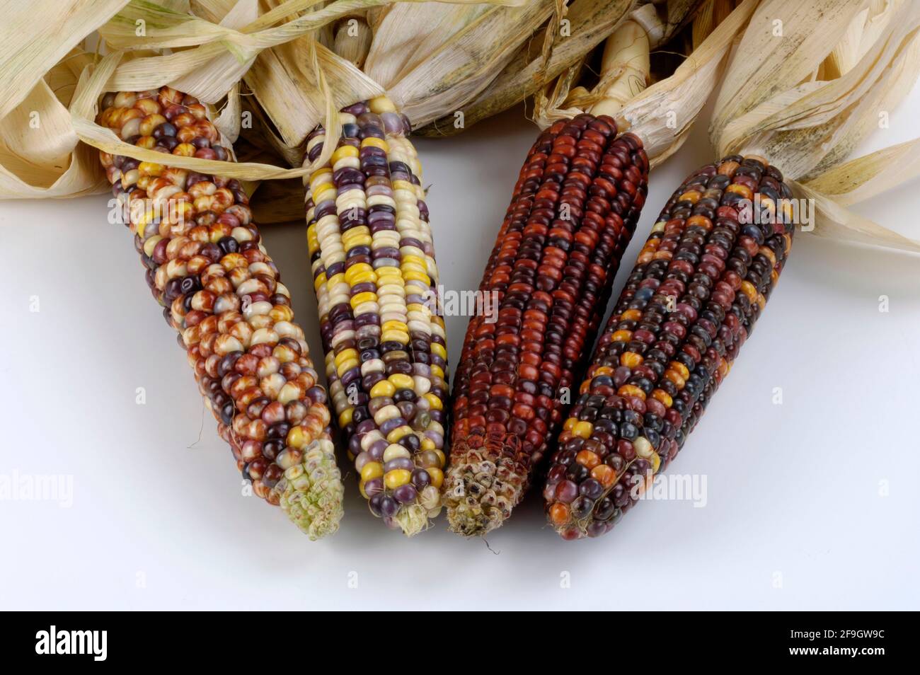Corncobs, corn cobs (Zea mays) inside, studio Stock Photo - Alamy