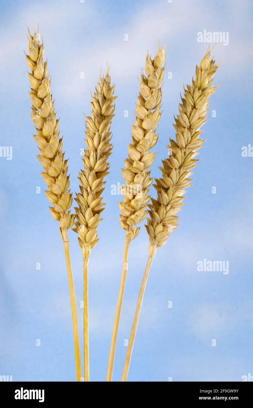 Wheat ears (Triticum aestivum Stock Photo - Alamy