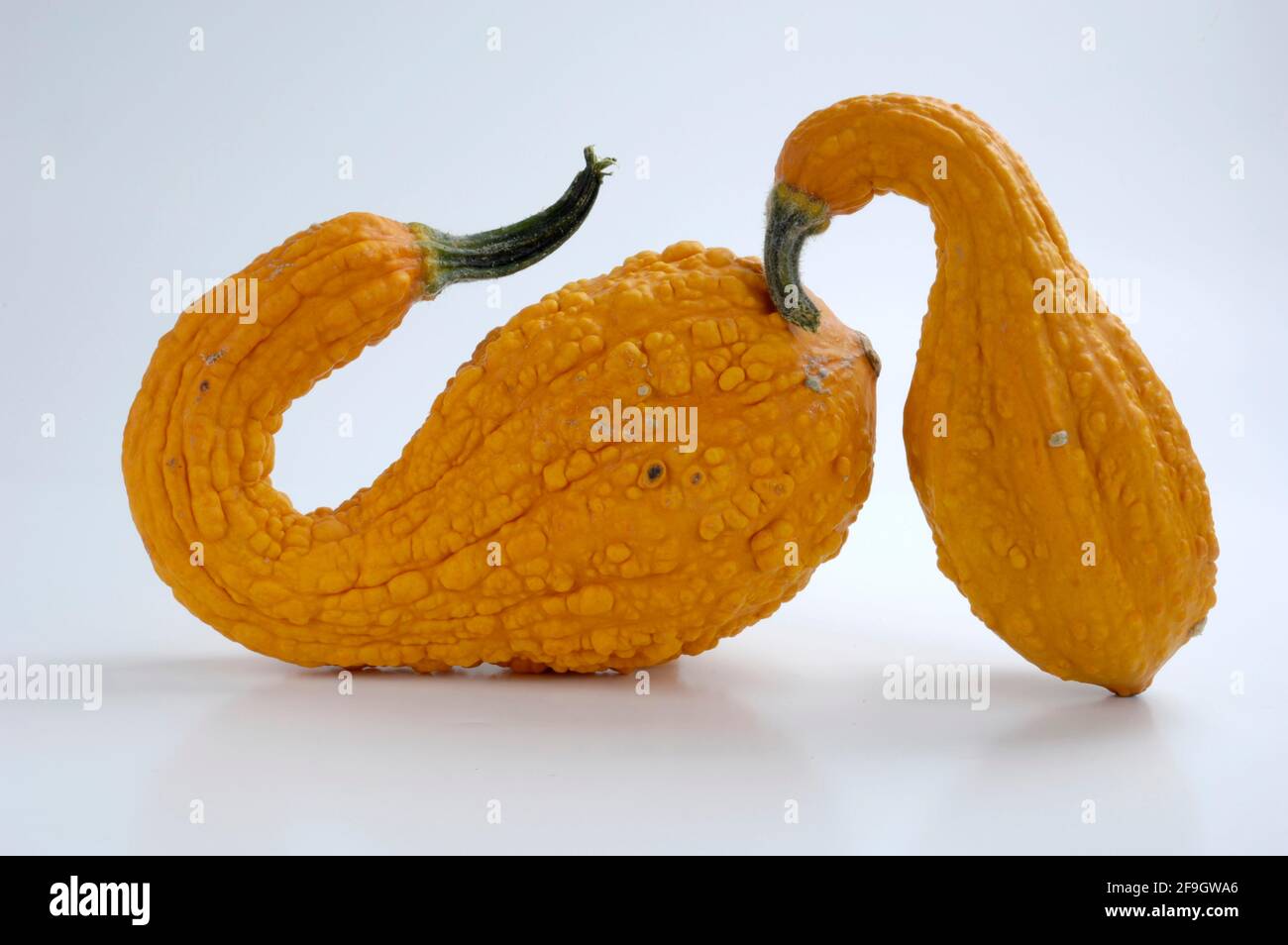 Gooseneck gourd hi-res stock photography and images - Alamy