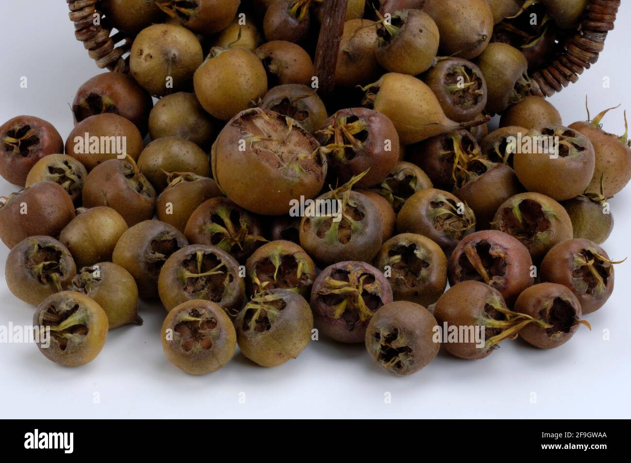 Medlar fruit (Mespilus germanica Stock Photo - Alamy