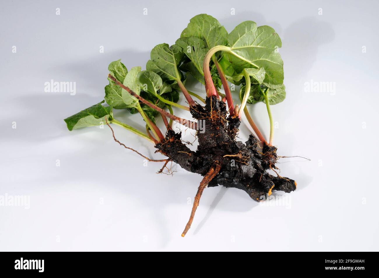Rhubarb (Rheum palmatum) Root Stock Photo - Alamy