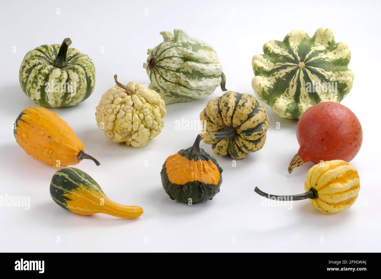 Pumpkins, ornamental pumpkins, pumpkin, ornamental pumpkin, garden ...