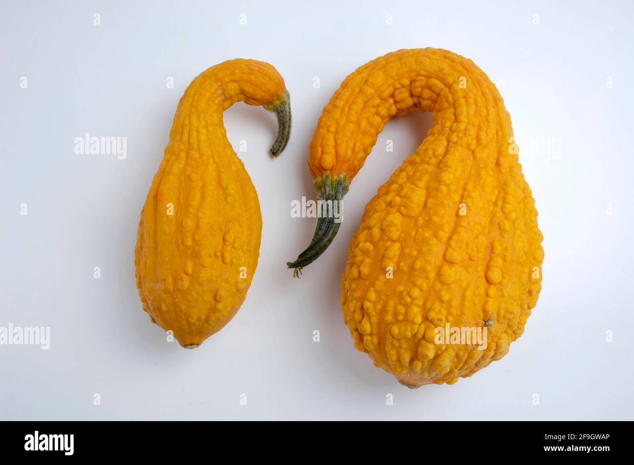 Gooseneck gourd hi-res stock photography and images - Alamy