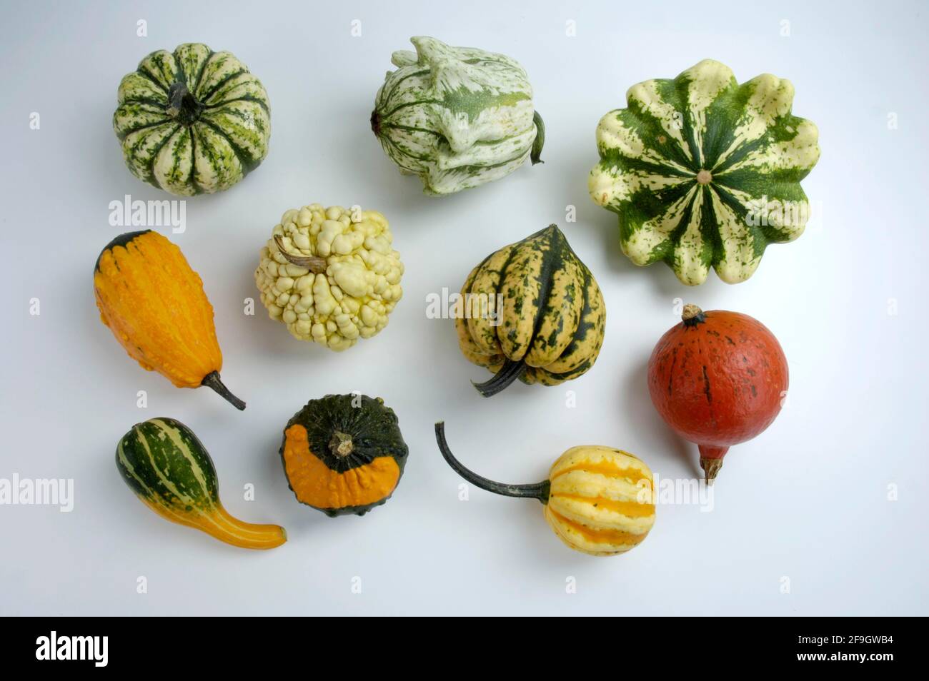 Pumpkins, ornamental pumpkins, pumpkin, ornamental pumpkin, garden ...