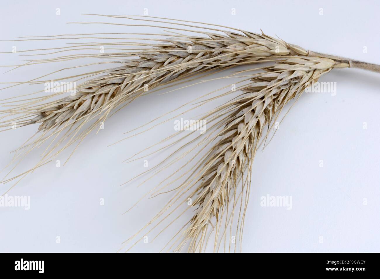 Triticale, mixed cereals of rye and wheat Stock Photo - Alamy