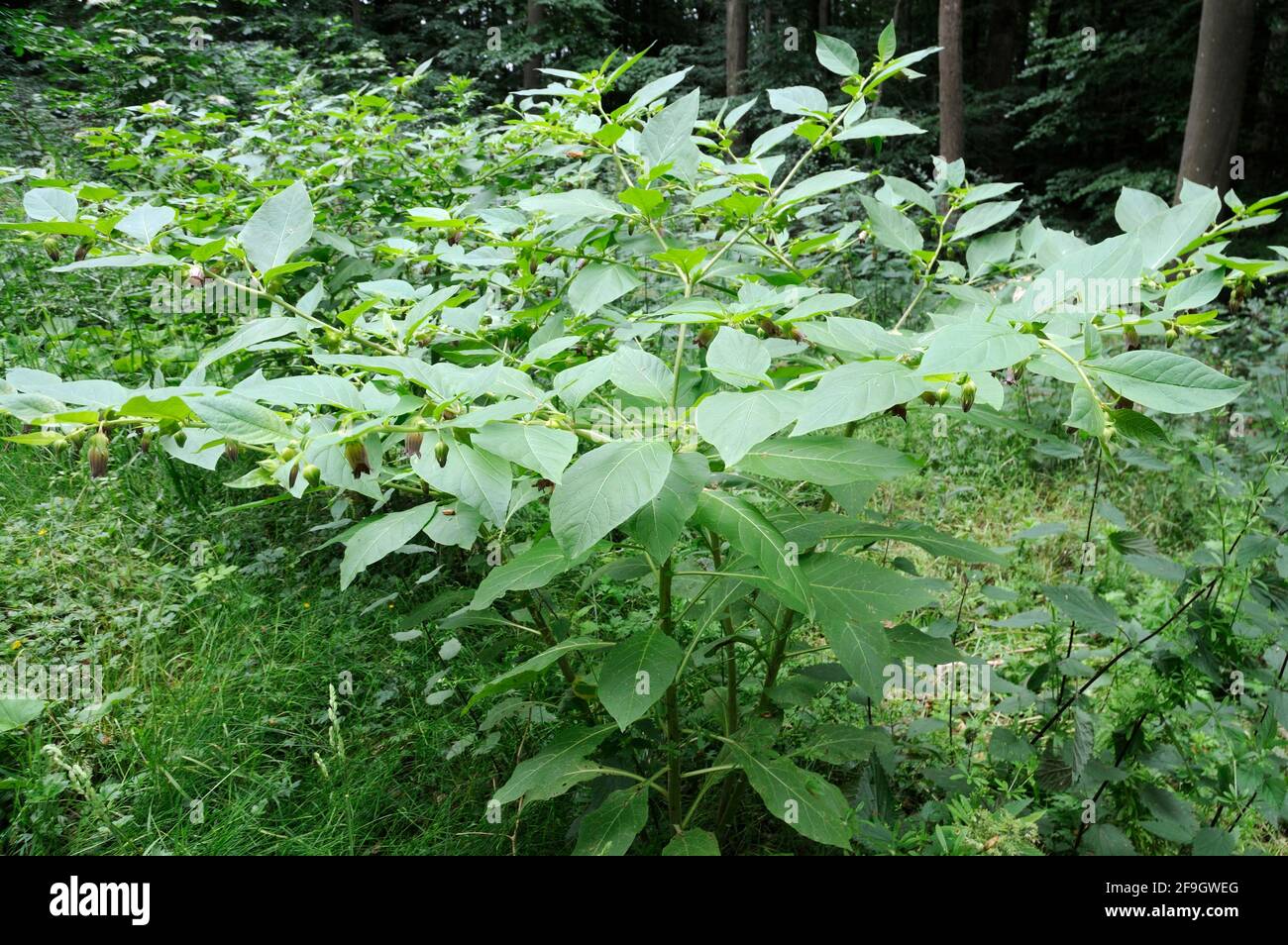 Belladonna (Atropa belladonna Stock Photo - Alamy