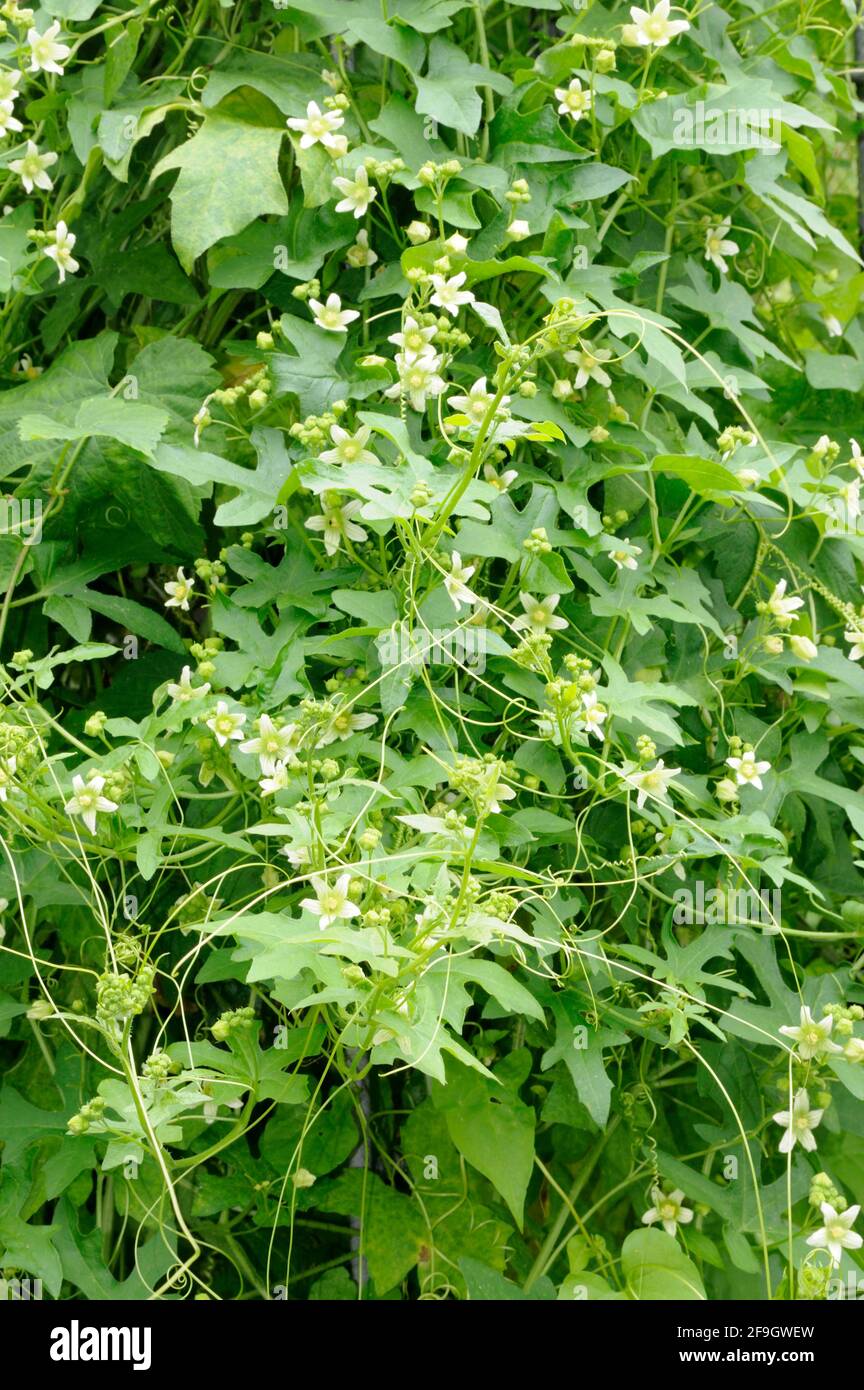 Red fence beet (Bryonia cretica), False mandrake, Dioecious fence beet ...