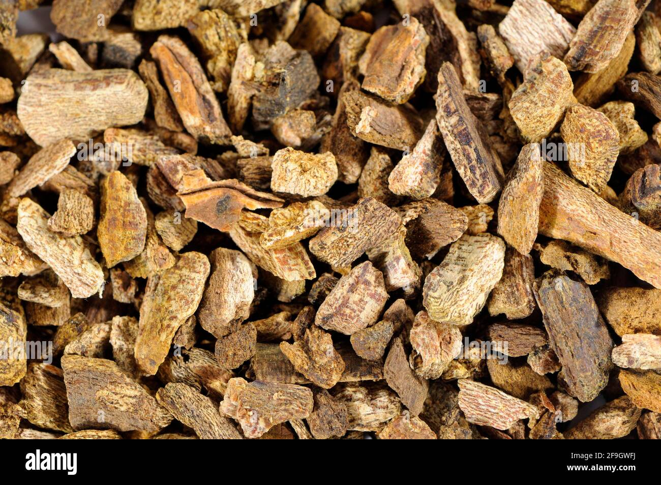 Dried (Rheum palmatum) rhubarb root, rhubarb, root Stock Photo - Alamy