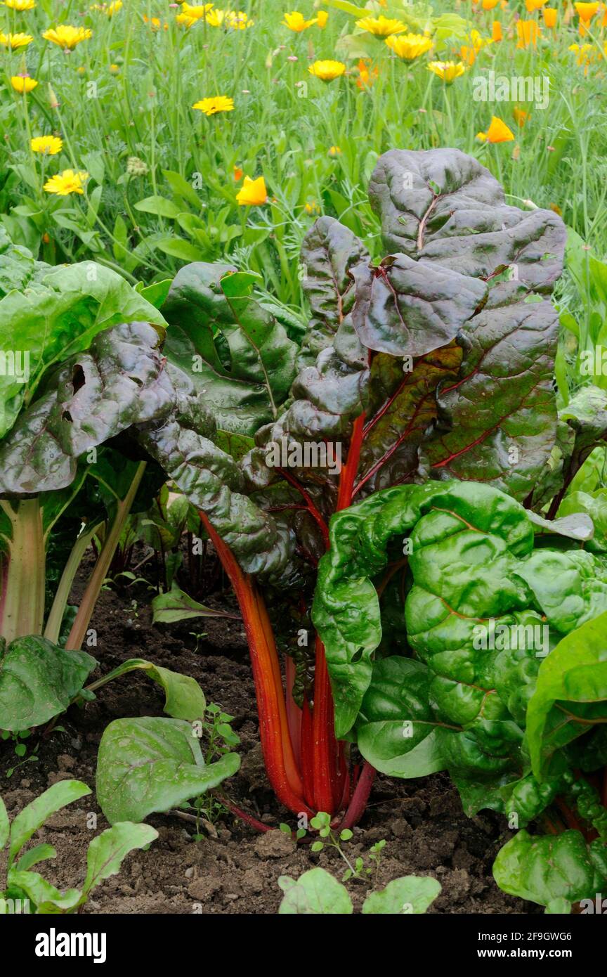 Leaf Beet (Beta vulgaris cicla Stock Photo - Alamy